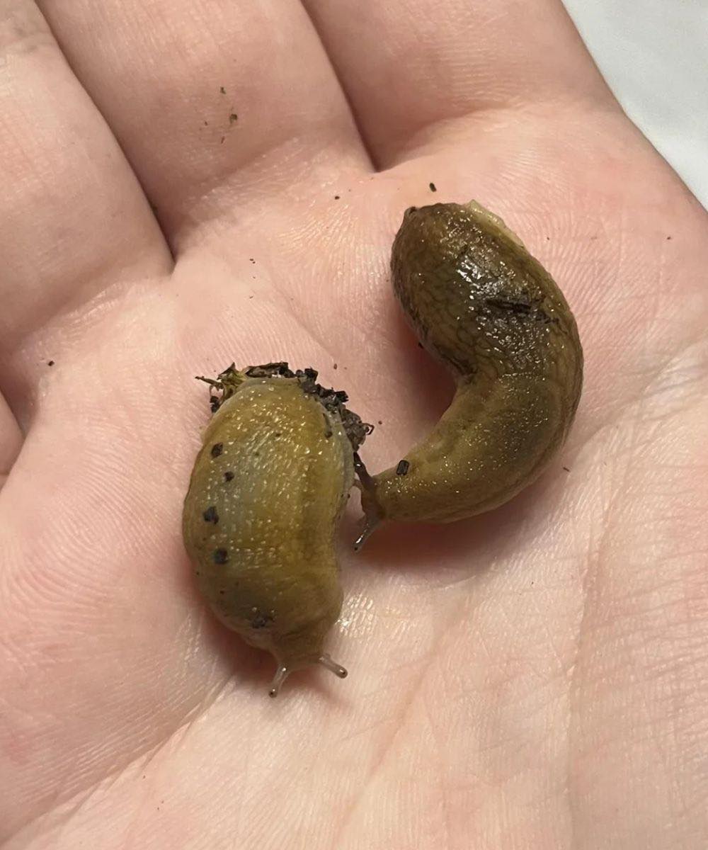 If Slugs Keep Visiting Your House, Check This Immediately to Understand ...