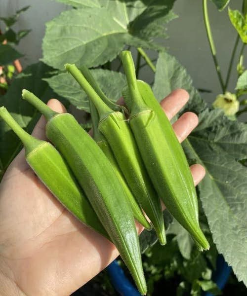 Doctors Explain Why Adding Okra to Your Daily Diet Can Significantly ...