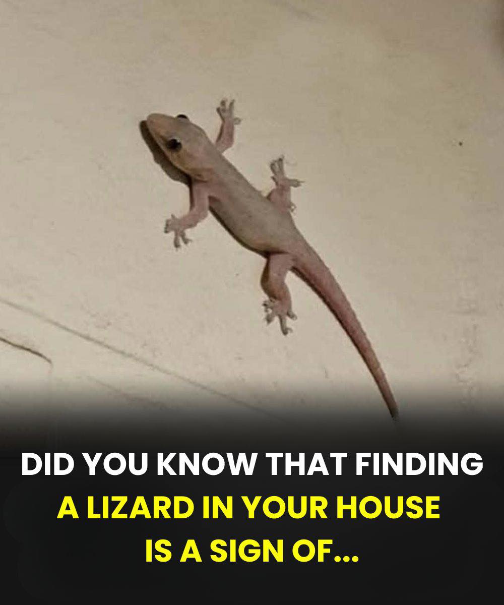 The Spiritual Meaning of a Lizard Entering Your Home Across Cultures ...
